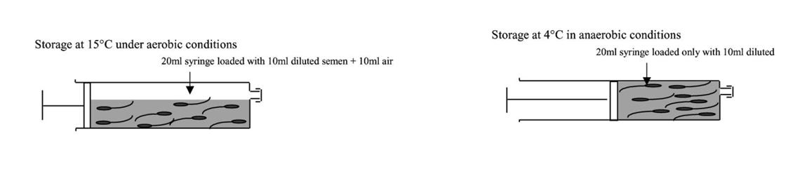 Ensuring fertility success: A comprehensive guide to utilizing INRA 96 ...