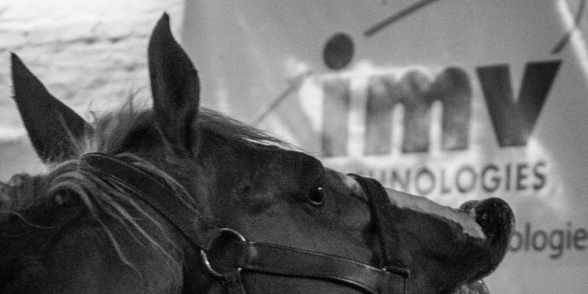 The breeding stallion: examination and measurement of testes and ...