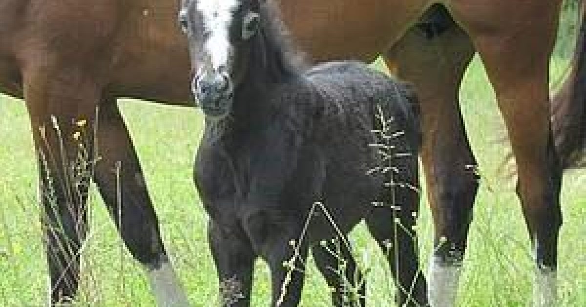 Embryo transfer in equine 3/3 - IMV Technology Global