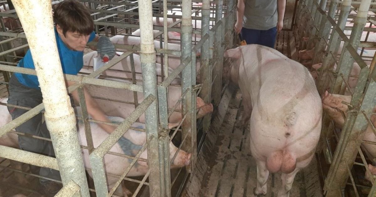 Benefits of post-cervical artificial insemination - IMV Technology Global