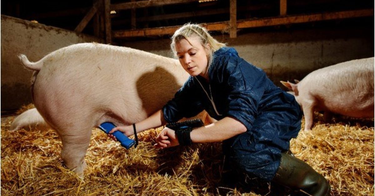 Technical article. Why use ultrasonography in pig farming? - IMV ...