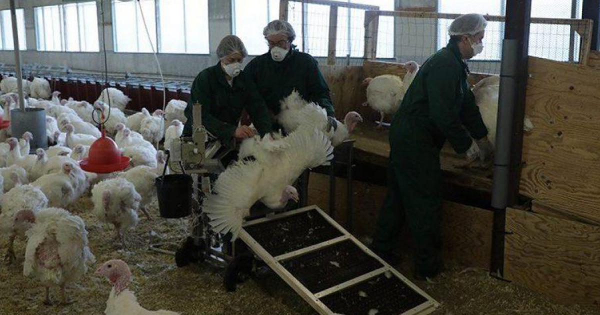 Using an AI chair for turkey artificial insemination - IMV Technology ...