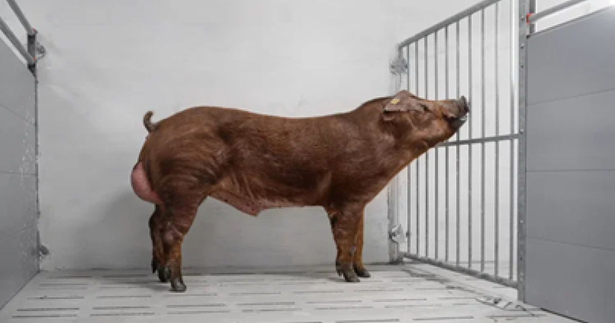 Heat detection boars and their influence on heat detection in gilts ...