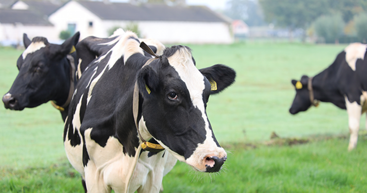 Success in Breeding - IMV Technology Global