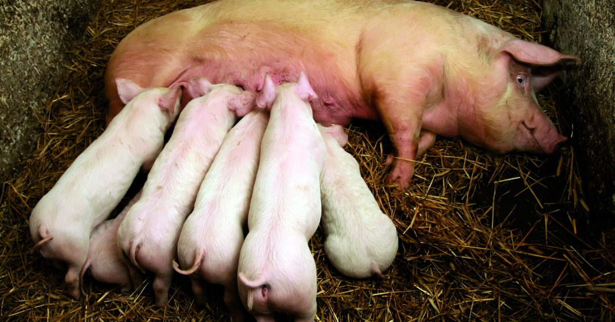 Inseminator’s influence on fertility results - IMV Technology Global