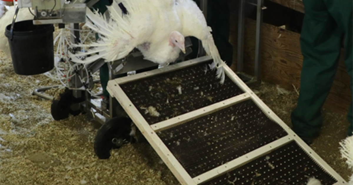 Gallicomfort: Turkey Insemination bench - IMV Technology Global